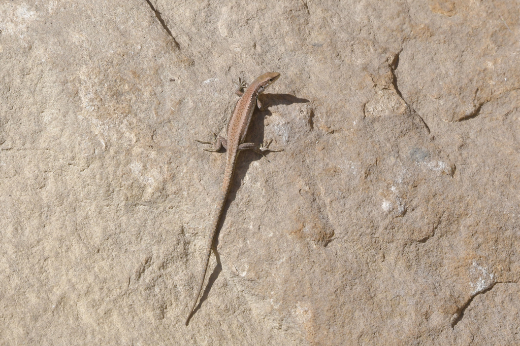 Caucasian lizard from Гунибский р-н, Респ. Дагестан, Россия on May 11 ...