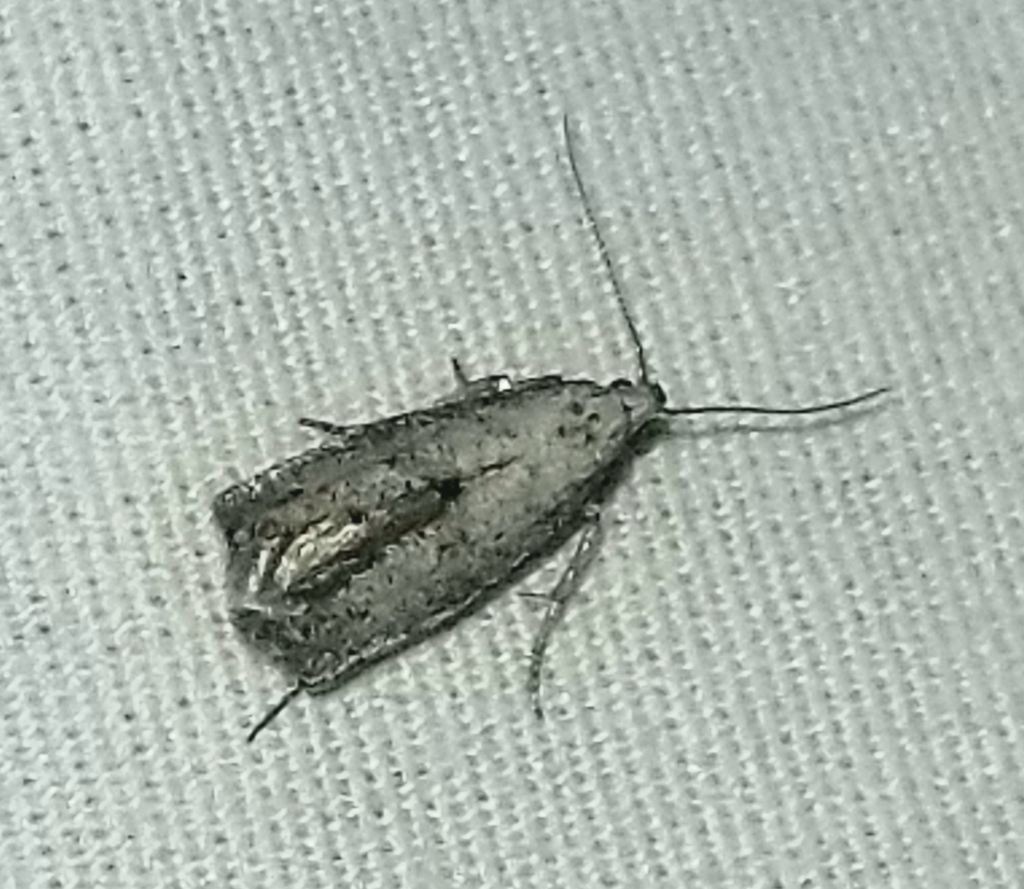 Epermeniidae from Laurel Run, PA, USA on May 16, 2023 at 09:42 PM by ...