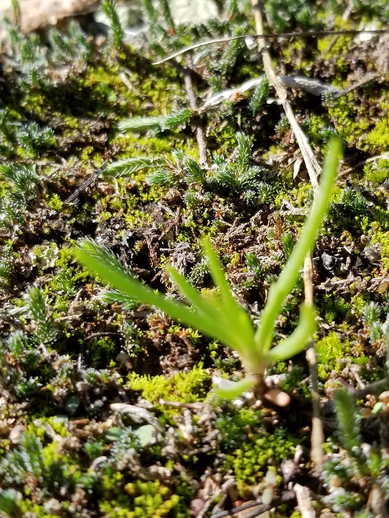 prairie fameflower from Bastrop County, TX, USA on October 28, 2018 at ...