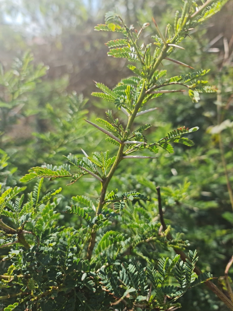 fever tree from Carletonville, 2499, South Africa on May 17, 2023 at 01 ...