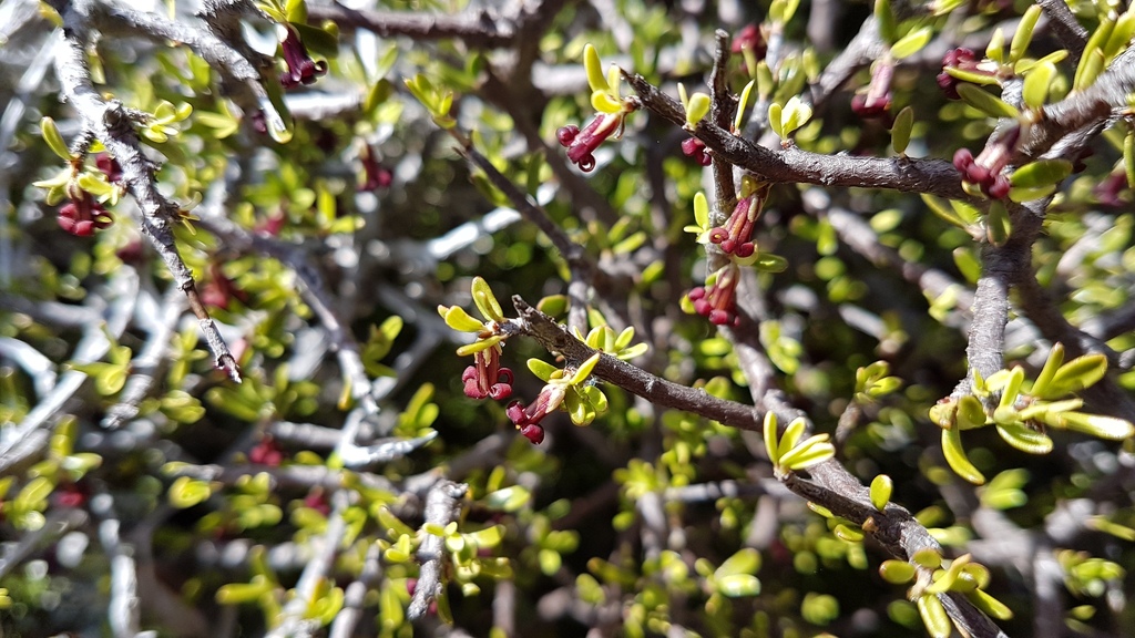 Pittosporum rigidum from Aniseed Valley 7081, New Zealand on November ...