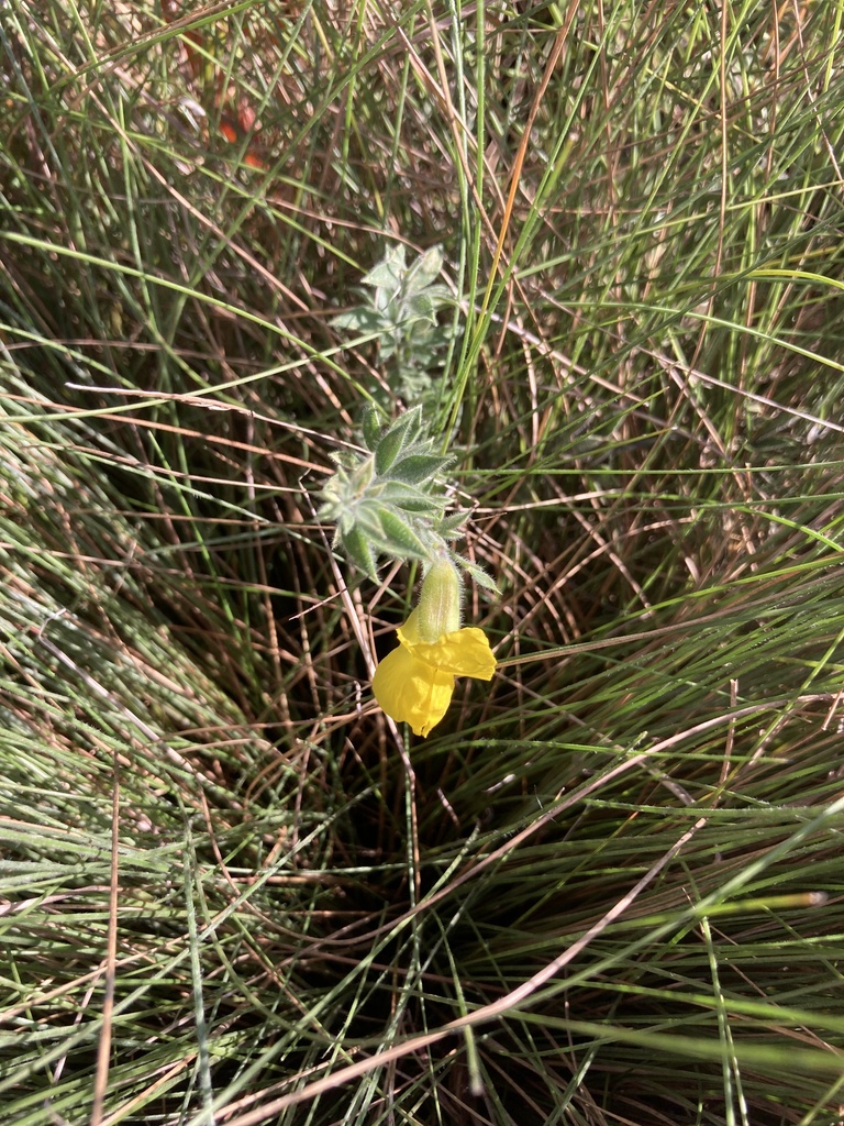 Frilly Pea from Thaba Chweu, Sabie, MP, ZA on May 17, 2023 at 09:57 AM ...
