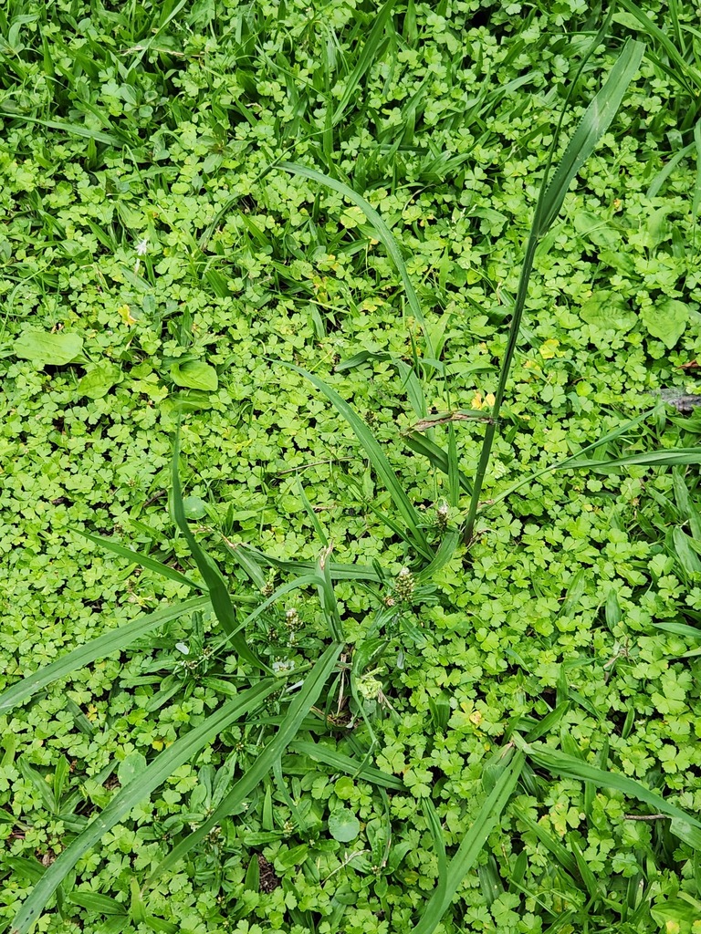 Vasey Grass from 台灣台北 on May 16, 2023 at 04:32 PM by 胡正恆(Jackson Hu ...