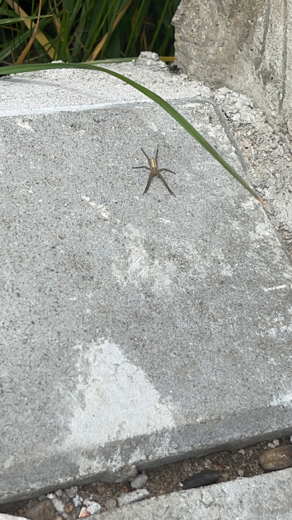 Slender Crab Spiders from Iasi, RO-IS, RO on May 17, 2023 at 03:19 PM ...