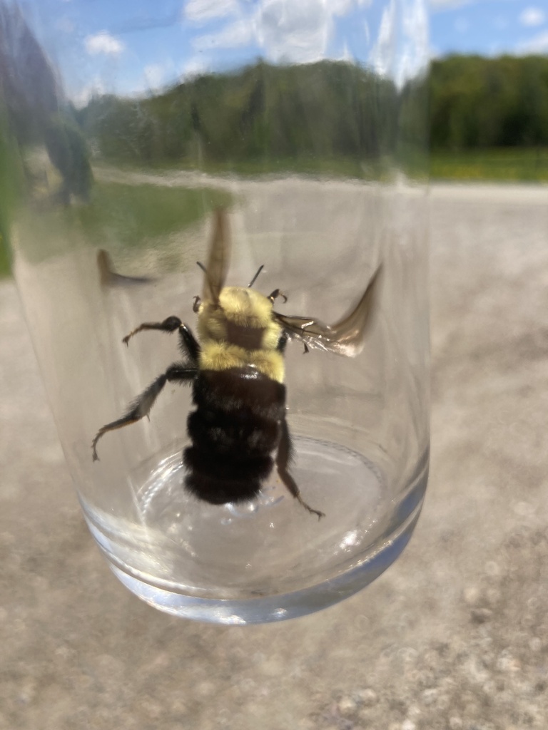 Common Eastern Bumble Bee from Chapin Rd, Essex Junction, VT, US on May ...