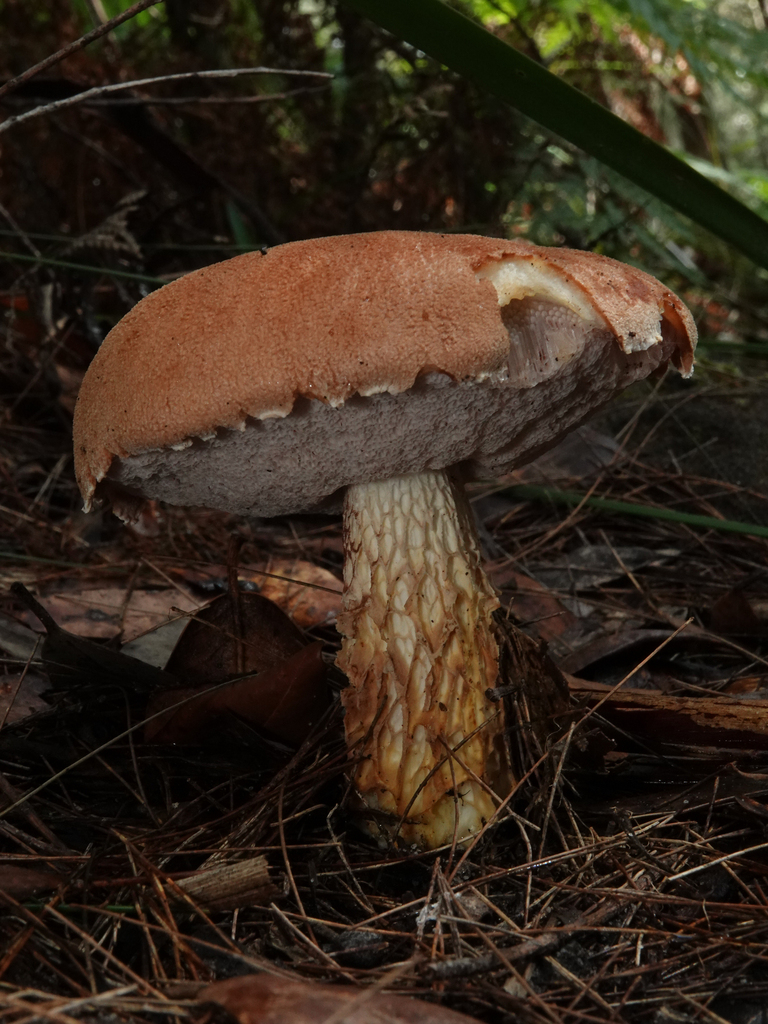 Austroboletus occidentalis from Sydney NSW, Australia on May 17, 2023 ...