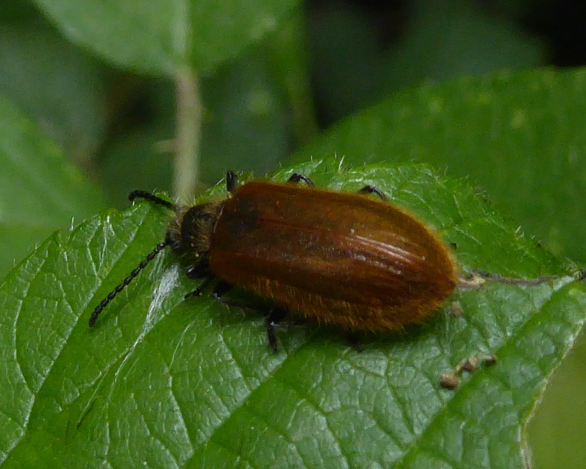 Lagria hirta (Linnaeus, 1758)