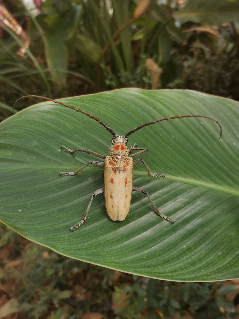 Mango-tree Longicorn Borer from Xishuangbanna Dai, CN-YN, CN on May 17 ...