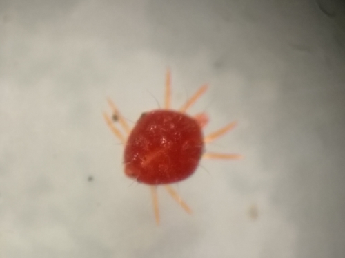 Family Stigmaeidae · iNaturalist