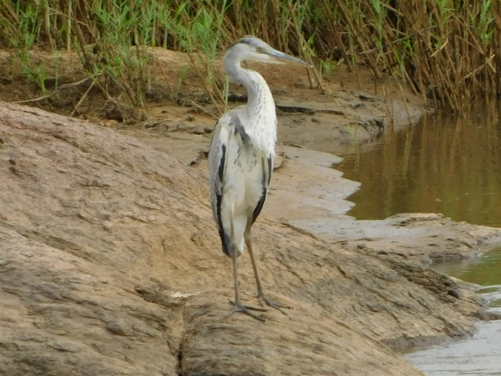 Grey Heron from Pebane, Mozambique on May 17, 2019 at 01:58 PM by Tomas ...