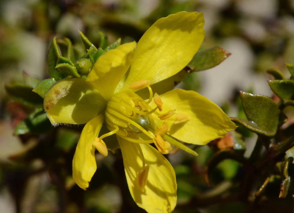 Creosote Bush (Larrea tridentata) - Botanical Realm