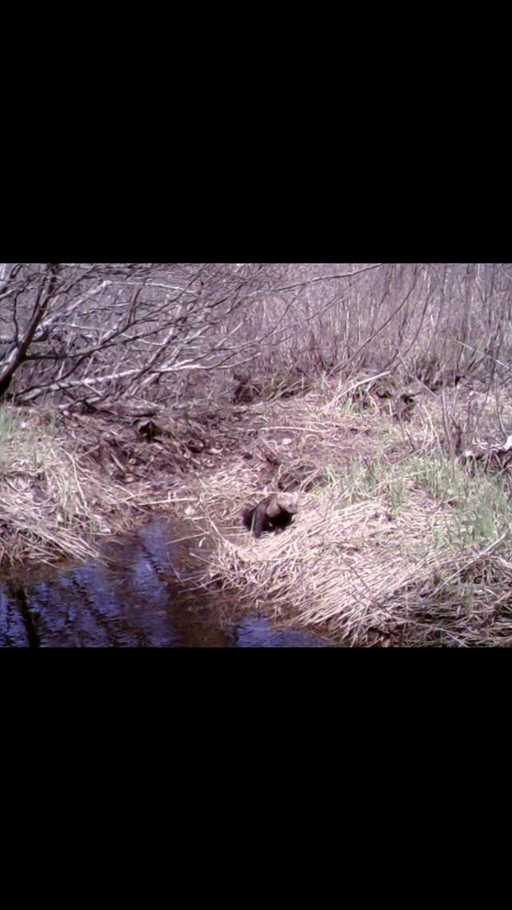 Fisher from Fishing Brook, Newcomb, NY, US on May 17, 2023 at 09:36 AM ...