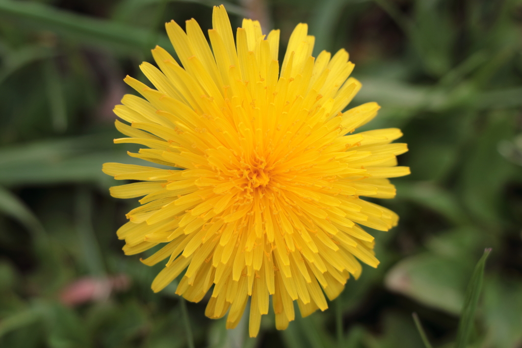 common dandelion from Lunenburg, NS B0J 2C0, Canada on May 16, 2023 at ...