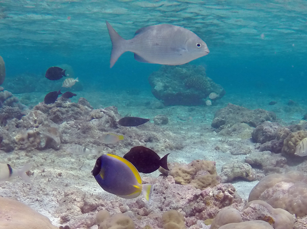 Highfin Chub from Bantam Shire of Cocos 6799, Cocos (Keeling) Islands ...