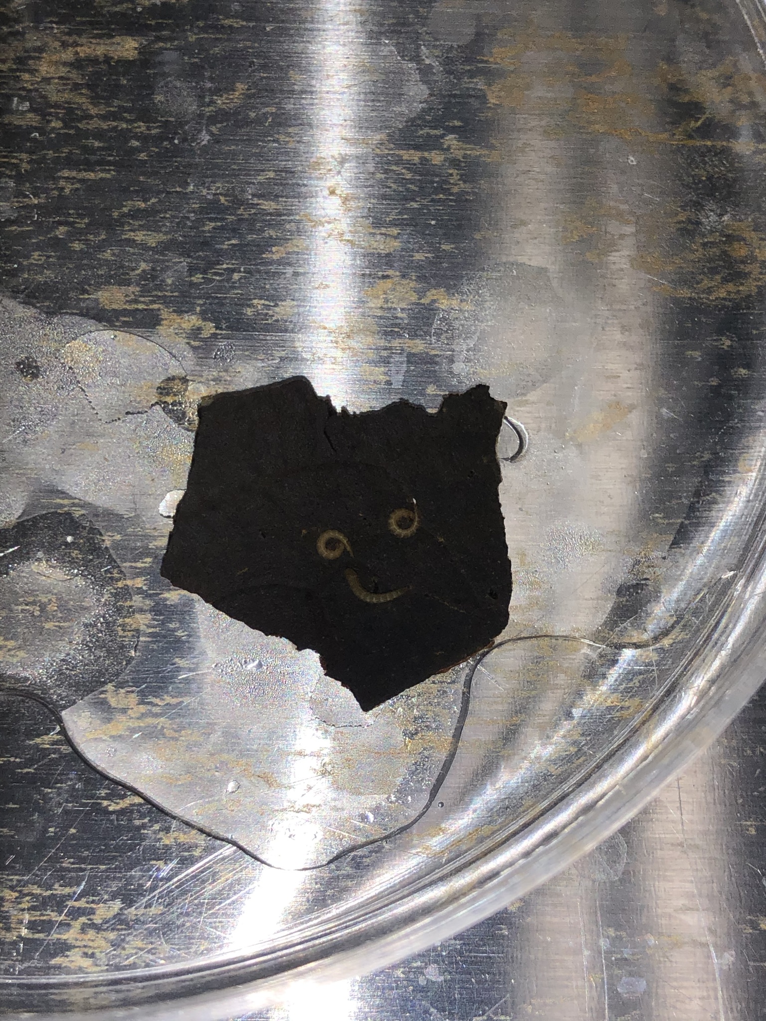 Heterelmis Sharp, 1882