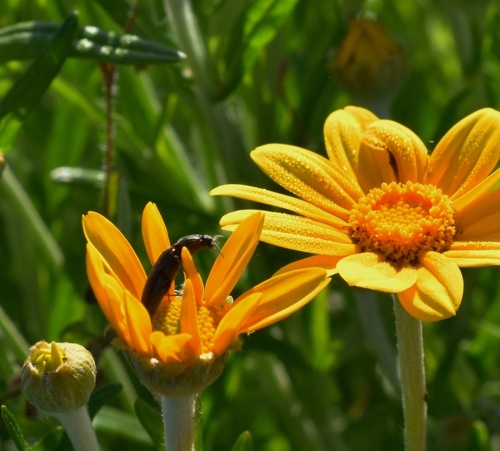 Water, Rove, Scarab, Long-horned, Leaf, and Snout Beetles from FBP ...