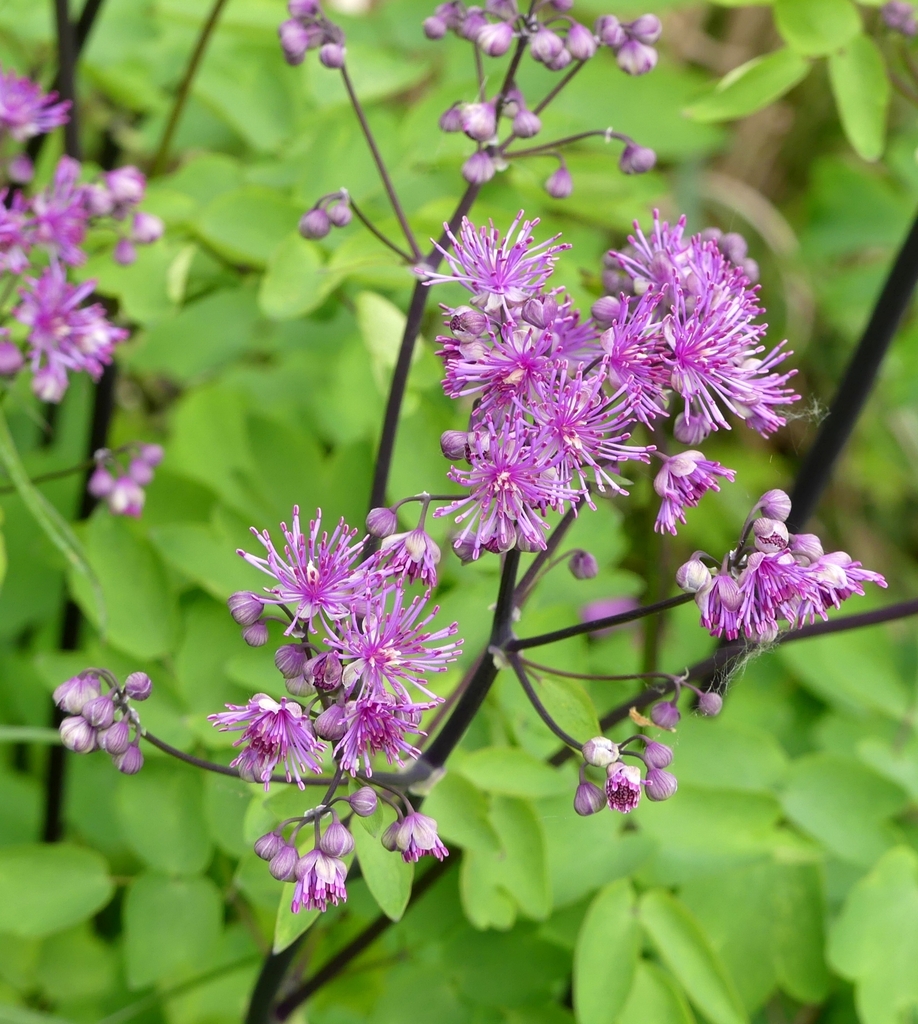French meadow-rue from Bollingen on May 17, 2023 at 11:43 AM by Trixie ...