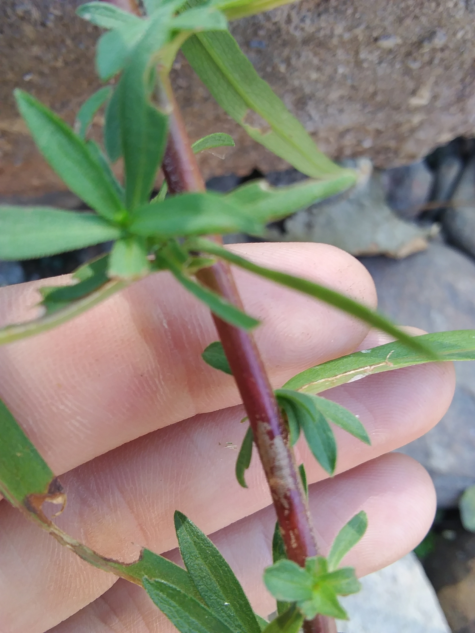 Symphyotrichum lanceolatum var. hesperium (A.Gray) G.L.Nesom
