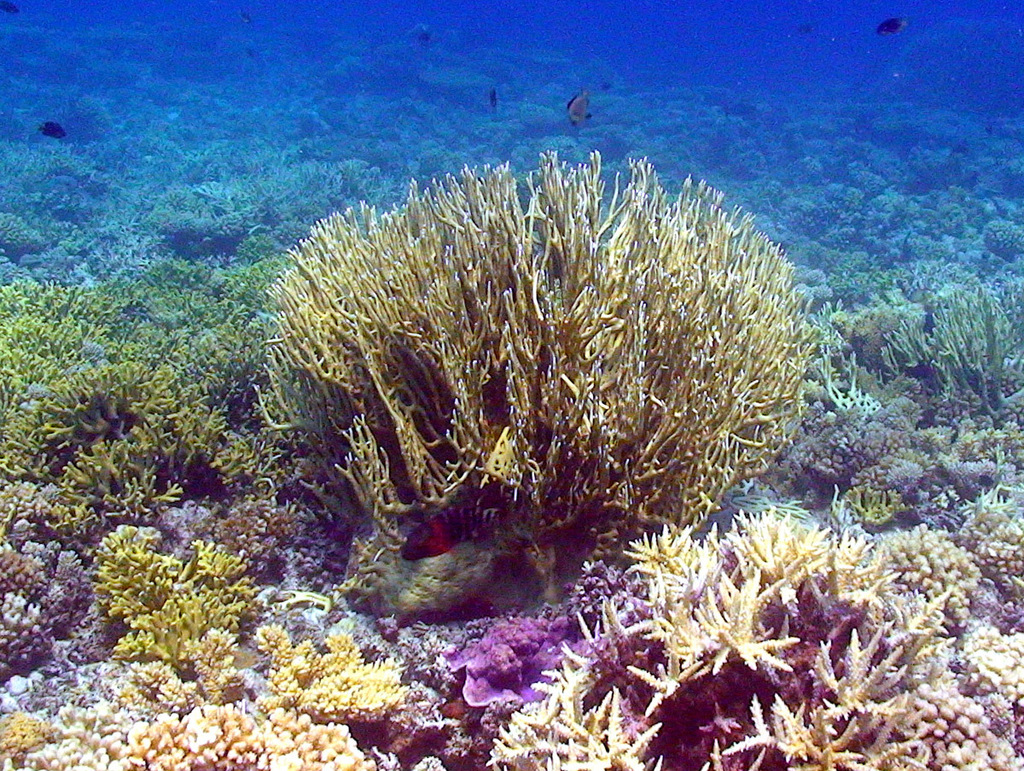 Millepora tenera from Kwajalein Atoll, RMI on March 08, 2009 by uwkwaj ...