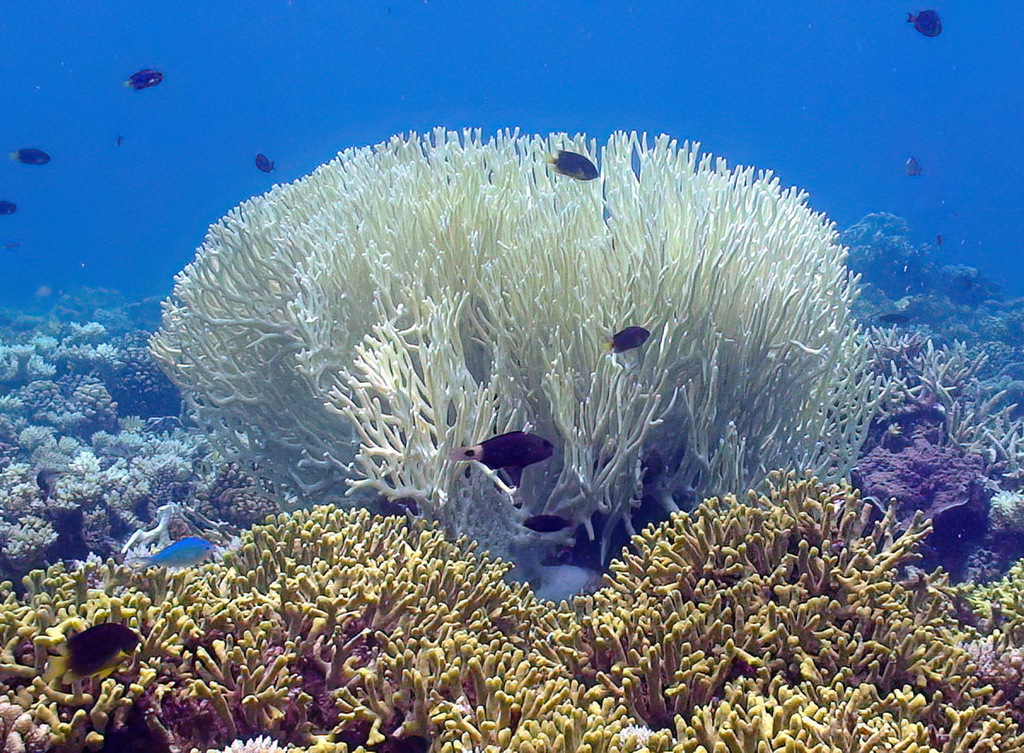 Millepora tenera from Kwajalein Atoll, RMI on September 27, 2009 by ...