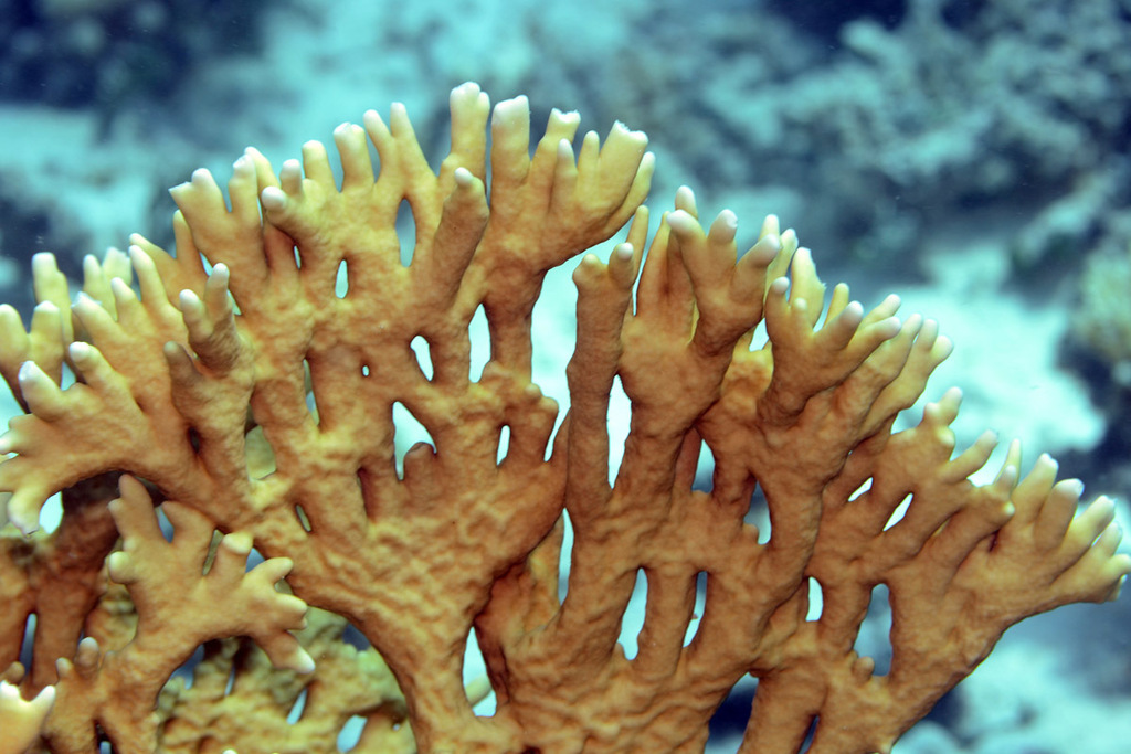 Millepora tenera from Kwajalein Atoll, RMI on February 6, 2012 by ...