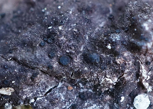 Sarea difformis · iNaturalist Mexico