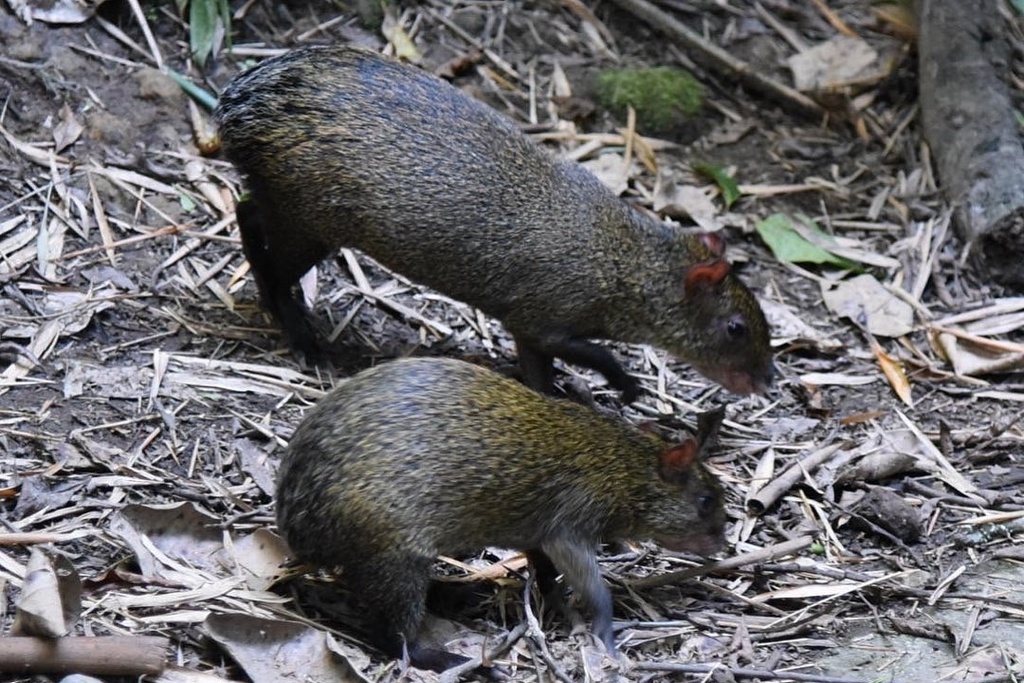 Guaqueque centroamericano desde Calle 21, Armenia, Quindío, CO el 08 de ...