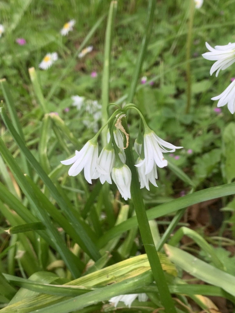 Three-cornered garlic from Despard House, London, England, GB on May 17 ...