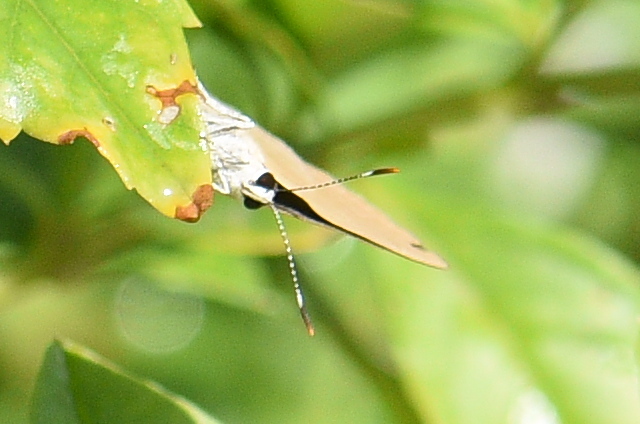 Slate Flash from Sambhaji Chowk, Sector No 27A, Pradhikaran, Nigdi ...