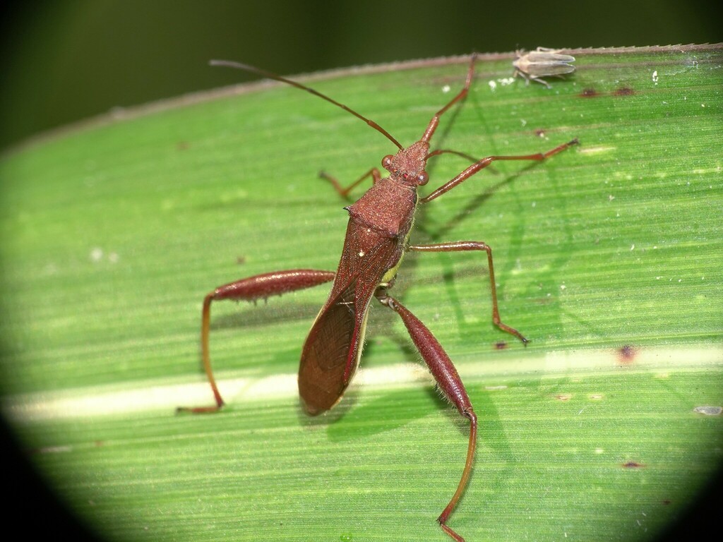 Riptortus linearis from Goregaon, Mumbai, Maharashtra, India on April ...