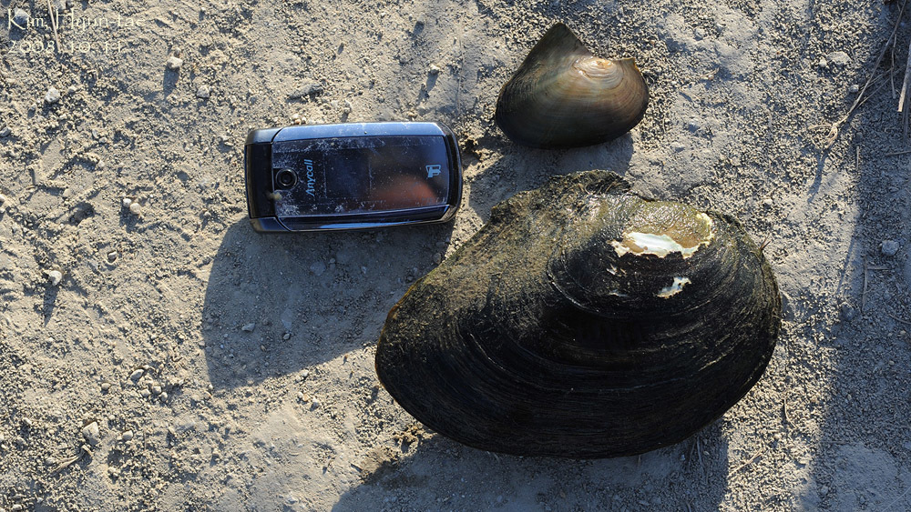 Cockscomb Mussel from Gunsan, KR-CB, KR on October 11, 2008 by Kim ...