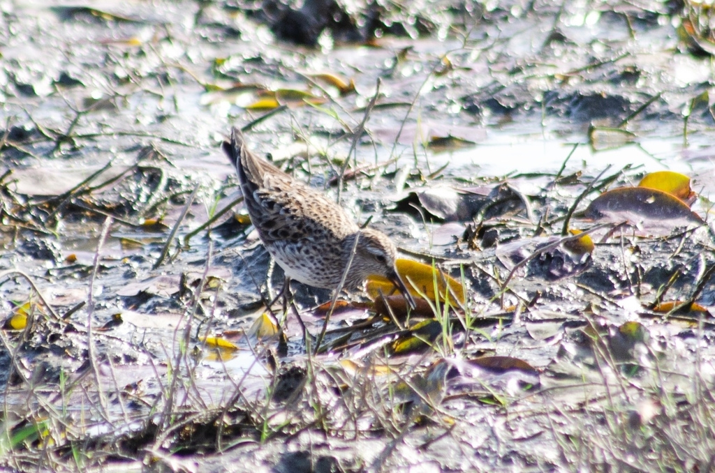 White-rumped Sandpiper from Laguna de Tisma on May 13, 2023 at 04:05 PM ...