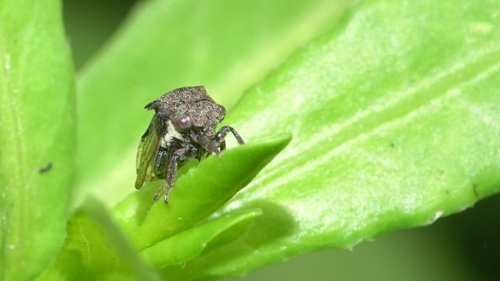 Gargara from Goregaon, Mumbai, Maharashtra, India on April 27, 2023 at ...