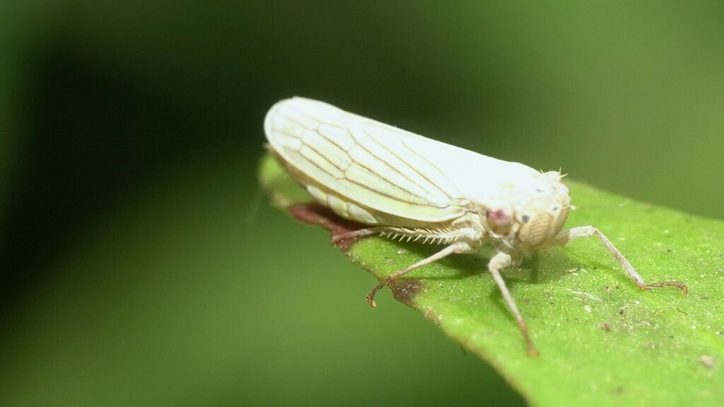 White Rice Leafhopper from Goregaon, Mumbai, Maharashtra, India on ...