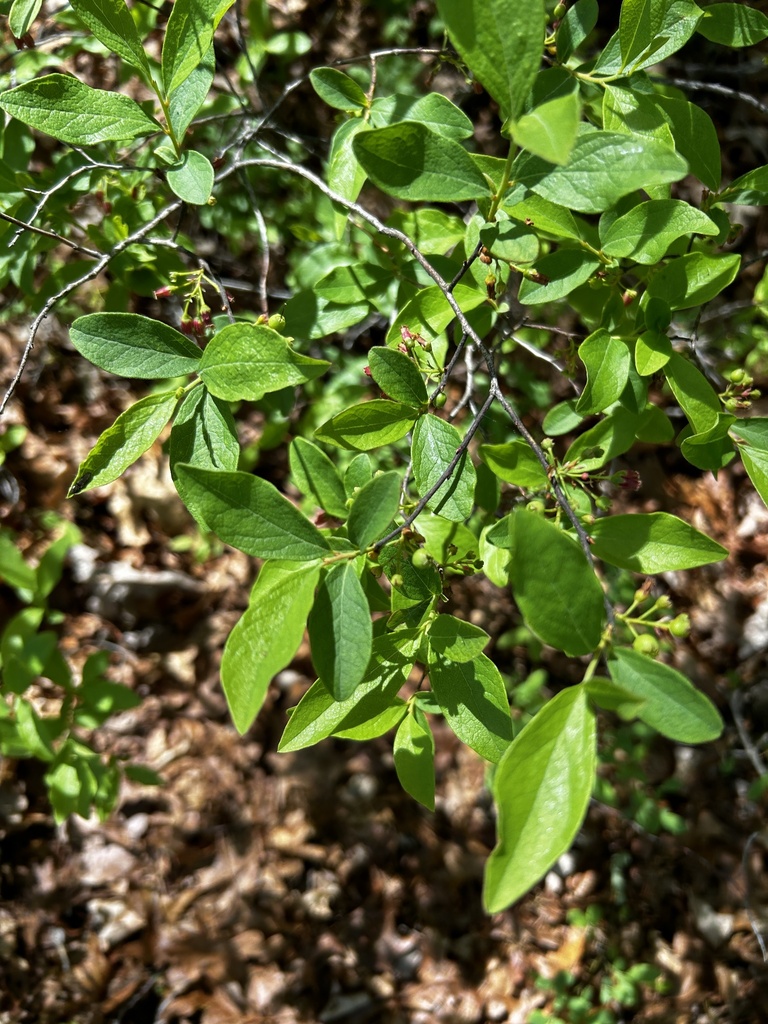 black huckleberry from Ruby Rd SE, Oldtown, MD, US on May 16, 2023 at ...
