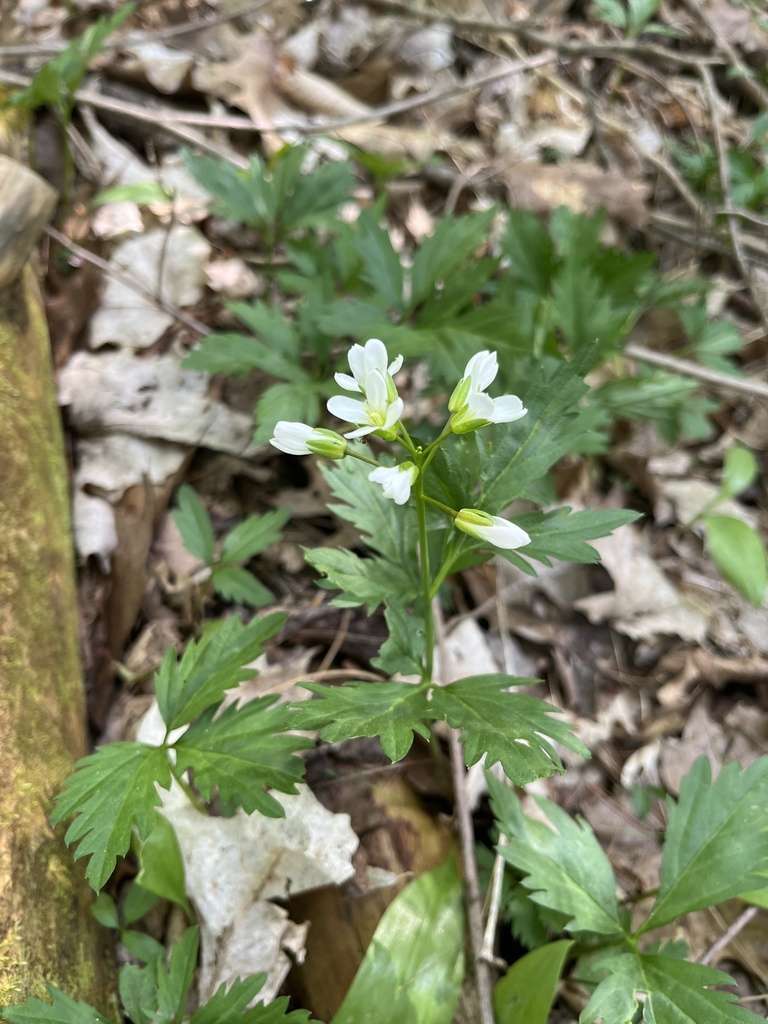 large toothwort from North Tract, Whitchurch-Stouffville, ON, CA on May ...