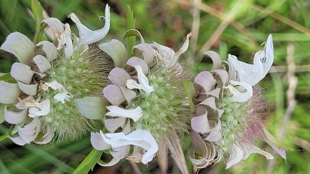 lemon beebalm from Humble, TX, USA on May 17, 2023 at 11:12 AM by Brian ...