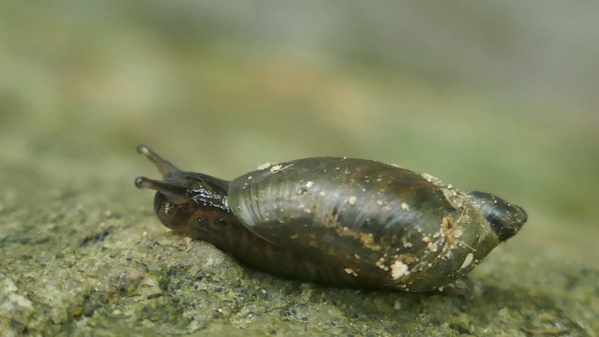 Oxyloma elegans (Risso, 1826)