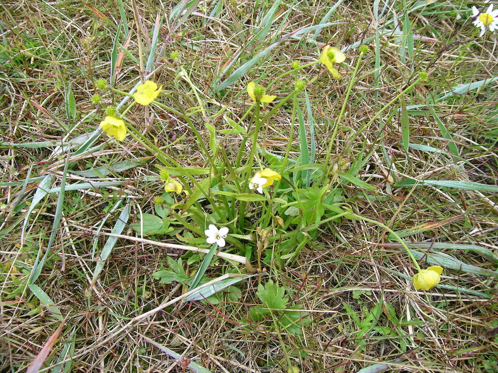 Turner's Buttercup (Ivvavik National Park) · iNaturalist