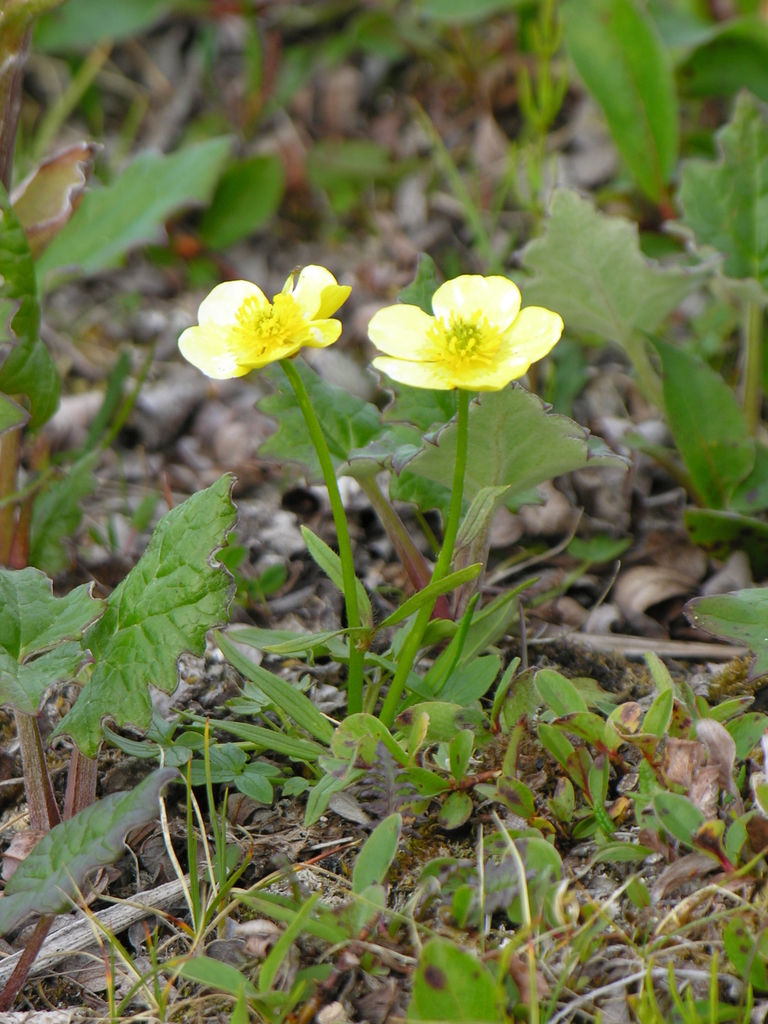 Turner's Buttercup (Ivvavik National Park) · iNaturalist