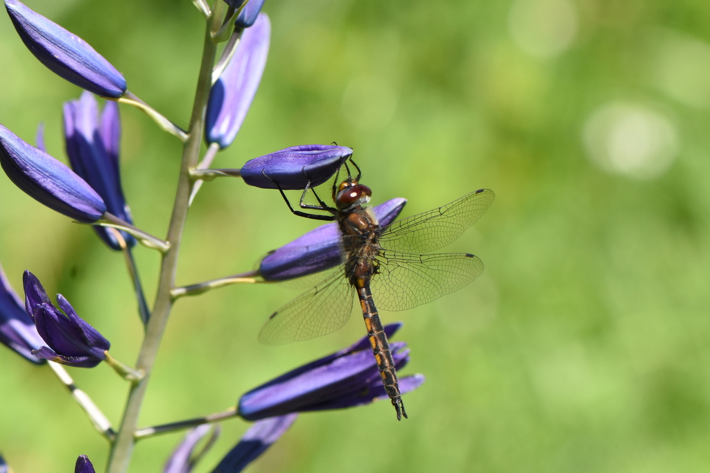 Spiny Baskettail from Colwood, BC, Canada on May 16, 2023 at 01:47 PM ...