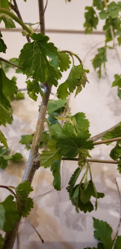 white mulberry from Marcellus, NY 13108, USA on May 17, 2023 at 12:40 ...