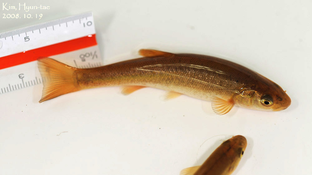 Rhynchocypris oxycephalus (Sauvage & Dabry de Thiersant, 1874)