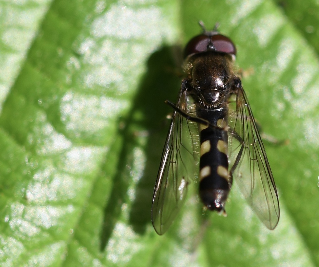 Platycheirus scutatus from Quartier des Bruyères, 1348 Ottignies ...