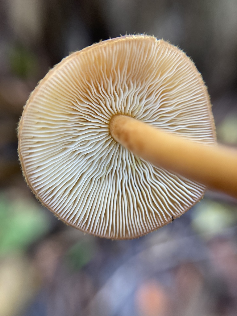 Heimiomyces tenuipes from Isla Cozumel, Cozumel, Quintana Roo, MX on ...