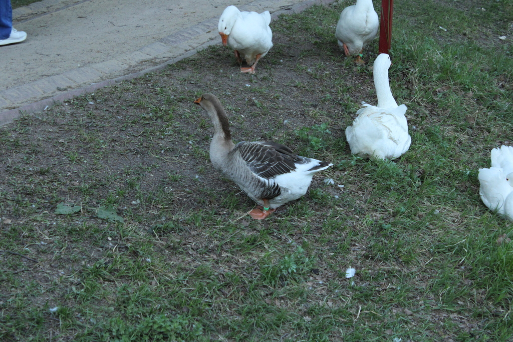 Domestic Greylag × Domestic Swan Goose from Юж. административный округ ...