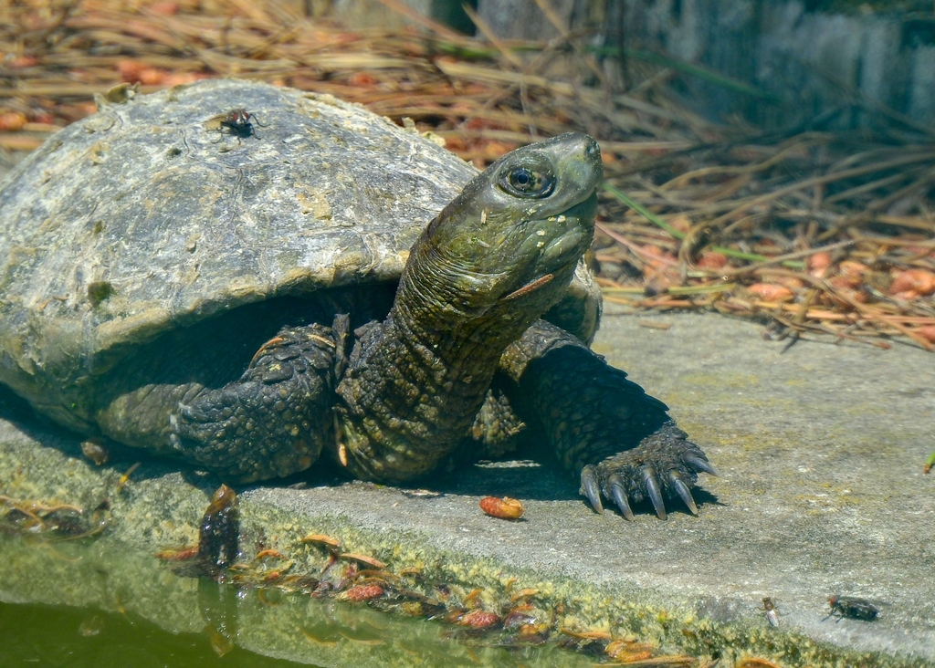 Mediterranean Pond Turtle from Mata dos Medos, Portugal on May 17, 2023 ...