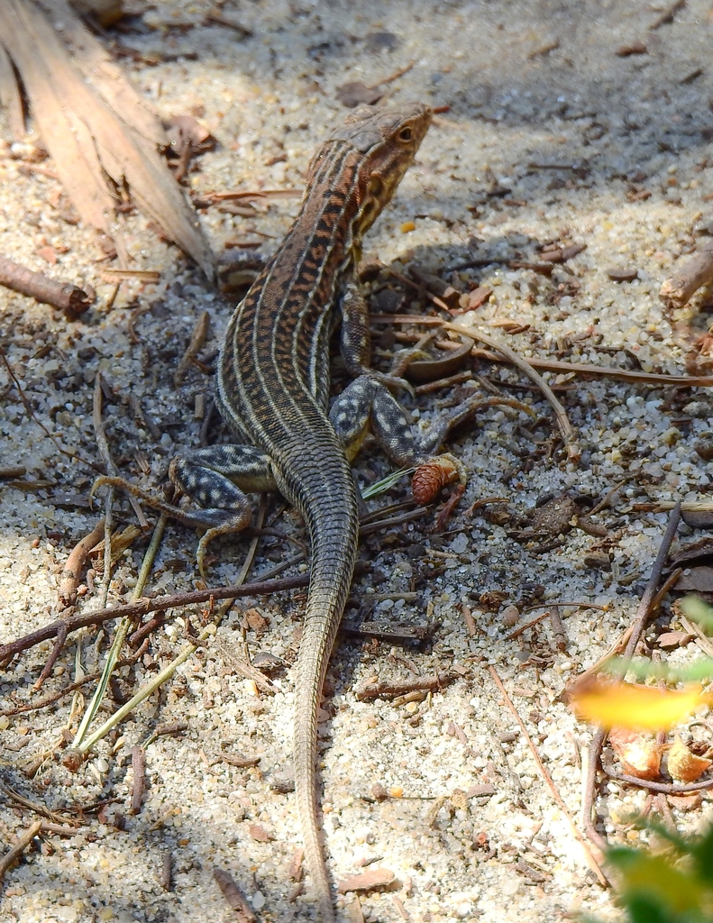 Acanthodactylus erythrurus erythrurus from Mata dos Medos, Portugal on ...