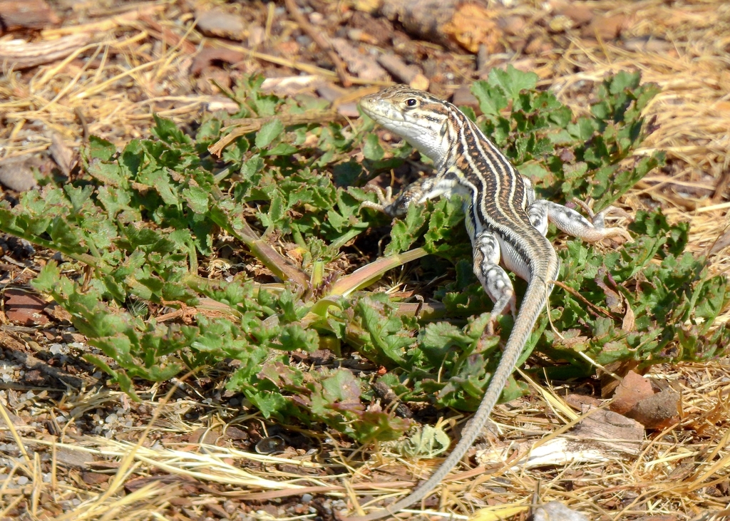 Acanthodactylus erythrurus erythrurus from Mata dos Medos, Portugal on ...
