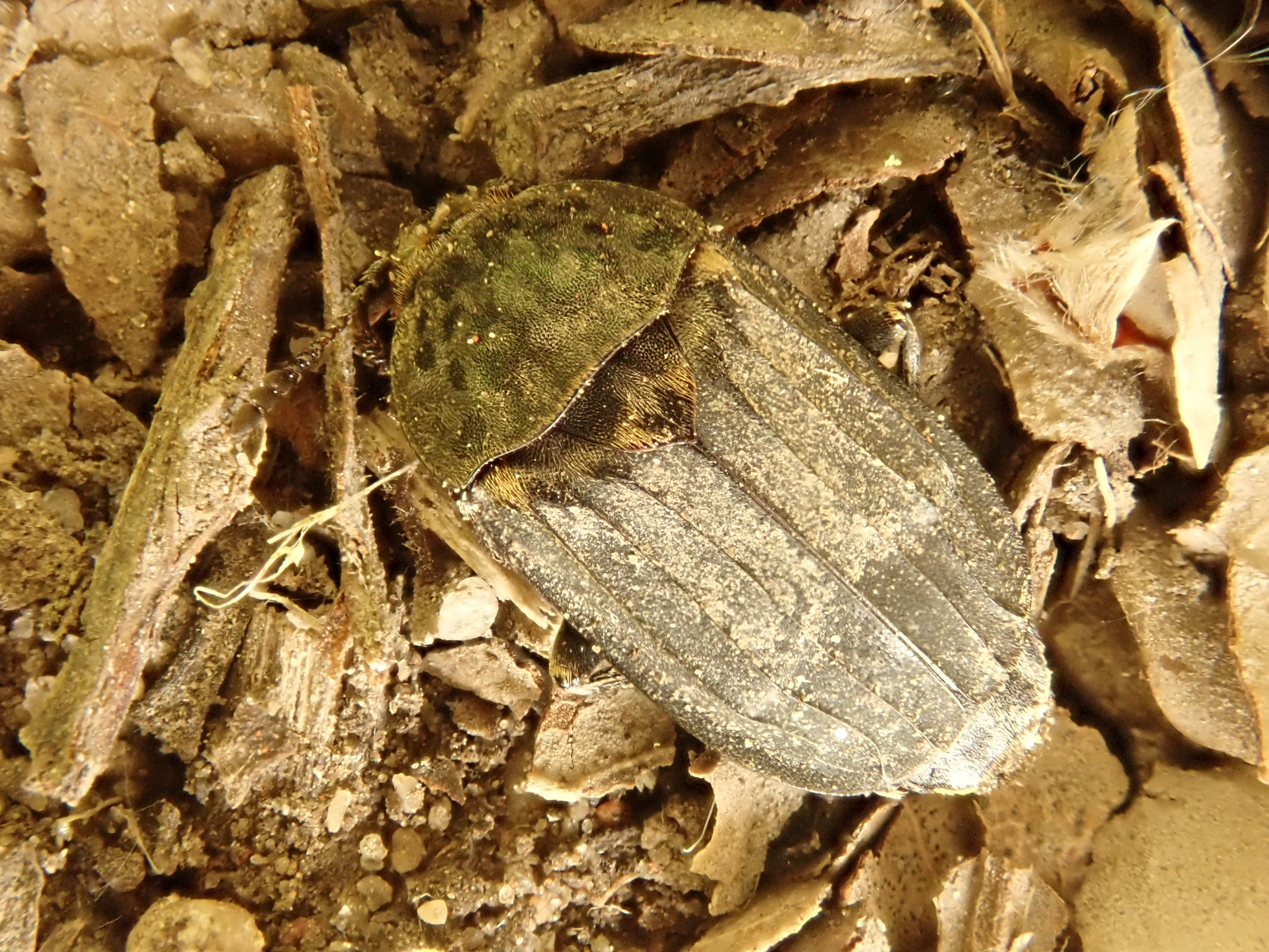 Thanatophilus sinuatus (Fabricius, 1775)